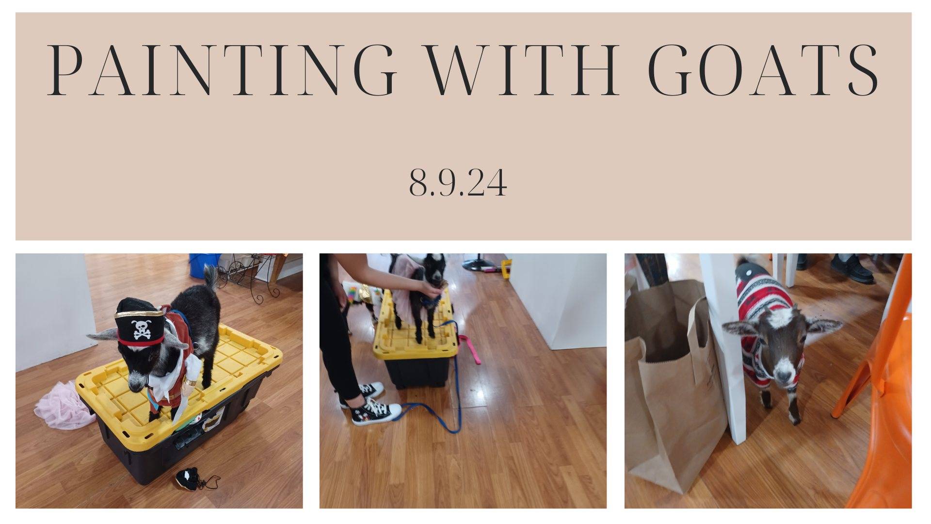 Painting with Goats - visitSI